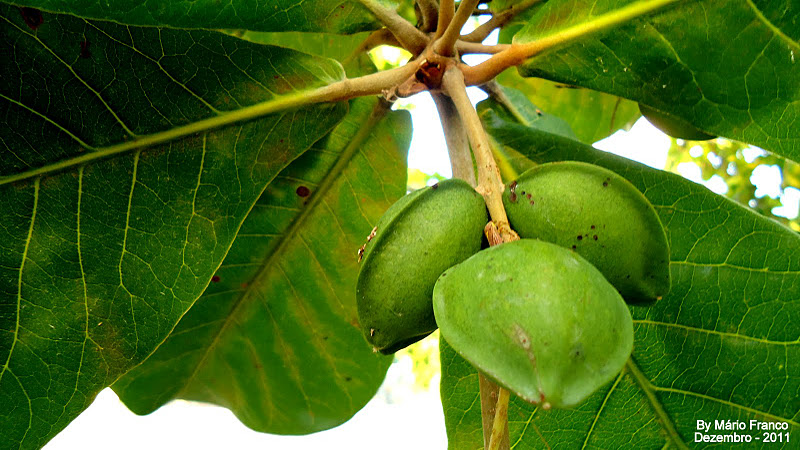 O Que É Chapéu de Sol? Para Que Serve? | Mundo Ecologia