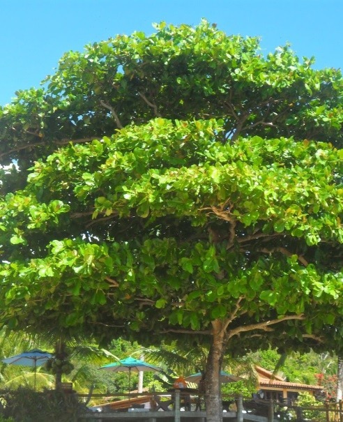 O Que É Chapéu de Sol? Para Que Serve? | Mundo Ecologia