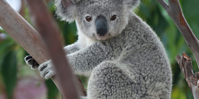 Coala: Curiosidades e Fatos Interessantes Sobre o Animal | Mundo Ecologia