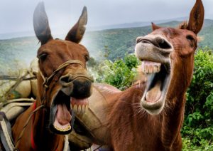 Tudo Sobre a Mula: Características, Nome Científico e Fotos | Mundo ...