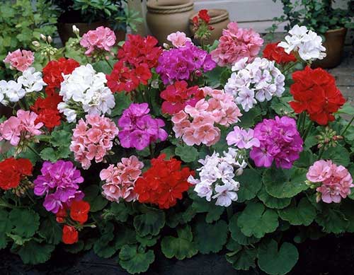 Cores do Gerânio: Branco, Rosa, Roxo e Vermelho Com Fotos | Mundo Ecologia
