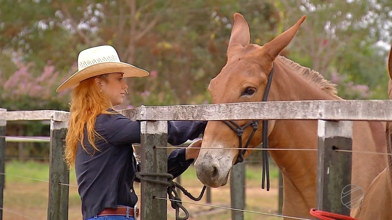Como se Chama a Criação de Mulas? Tem no Brasil? | Mundo Ecologia