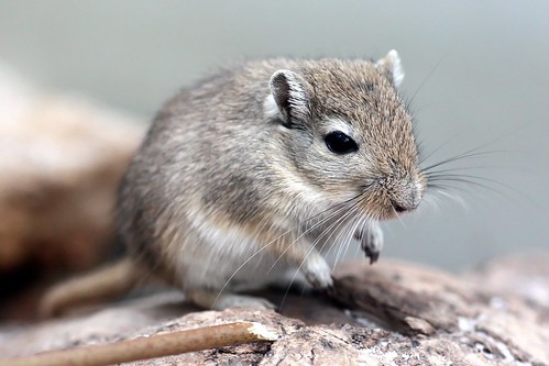 Esquilo da Mongólia: Características, Nome Cientifico e Fotos | Mundo ...