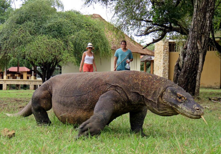 Ciclo De Vida Do Dragão-De-Komodo: Quantos Anos Eles Vivem? | Mundo ...
