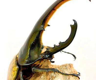 Besouro Hércules: Caracteristicas, Nome Cientifico e Fotos | Mundo Ecologia