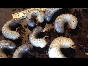 Besouro Hércules: Caracteristicas, Nome Cientifico e Fotos – Mundo Ecologia