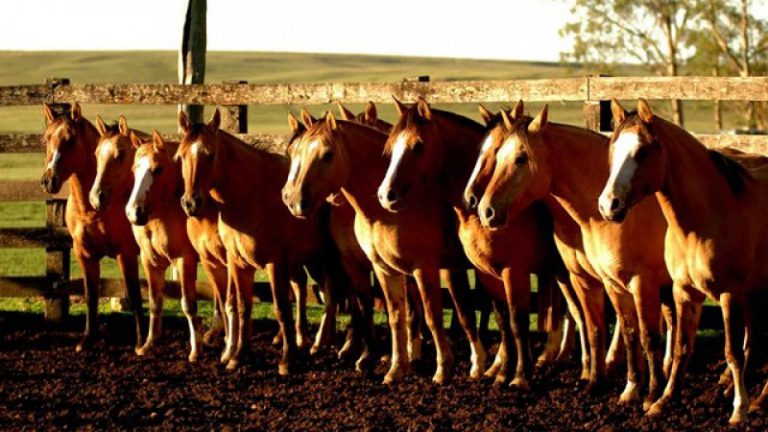 Como se Chama a Criação de Mulas? Tem no Brasil? | Mundo Ecologia