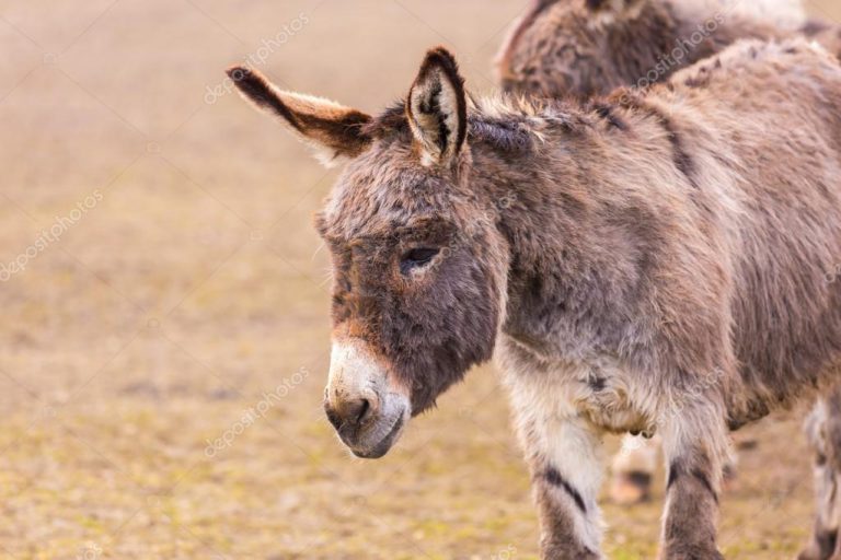 Reprodução do Asno: Filhotes e Período de Gestação | Mundo Ecologia