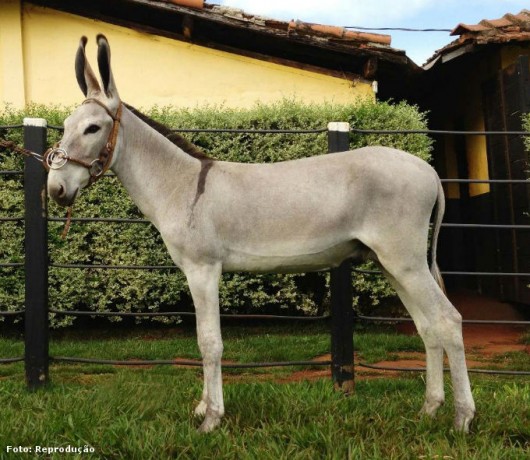 Asno de Amiata: Características, Nome Científico e Fotos | Mundo Ecologia