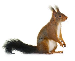 Lista De Espécies De Esquilos: Tipos Com Nome E Fotos – Mundo Ecologia