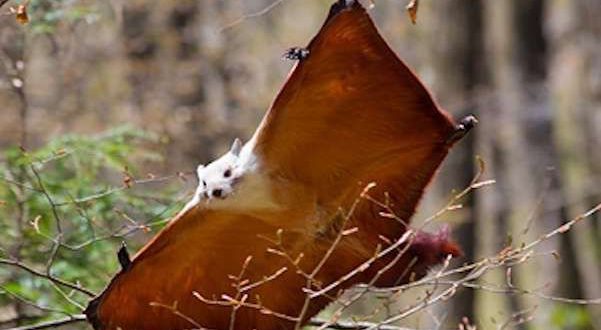 Esquilo-Voador-Vermelho-E-Branco-Gigante: Fotos E Características ...