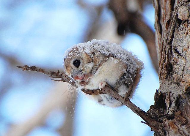 Esquilo-Voador-da-Sibéria: Características, Nome Científico e Fotos ...