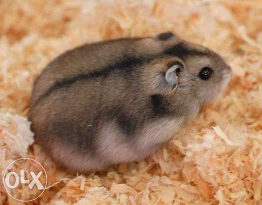 Esquilo da Mongólia: Características, Nome Cientifico e Fotos | Mundo ...