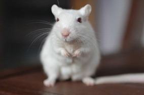 Esquilo da Mongólia: Características, Nome Cientifico e Fotos | Mundo ...