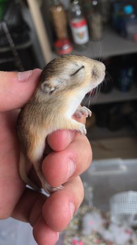 Esquilo da Mongólia: Características, Nome Cientifico e Fotos | Mundo ...