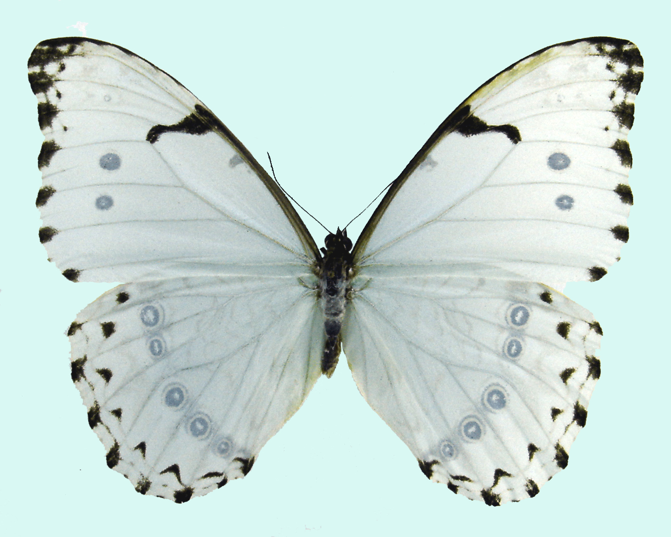 Borboleta Panacea prola: Características, Nome Cientifico e Fotos ...