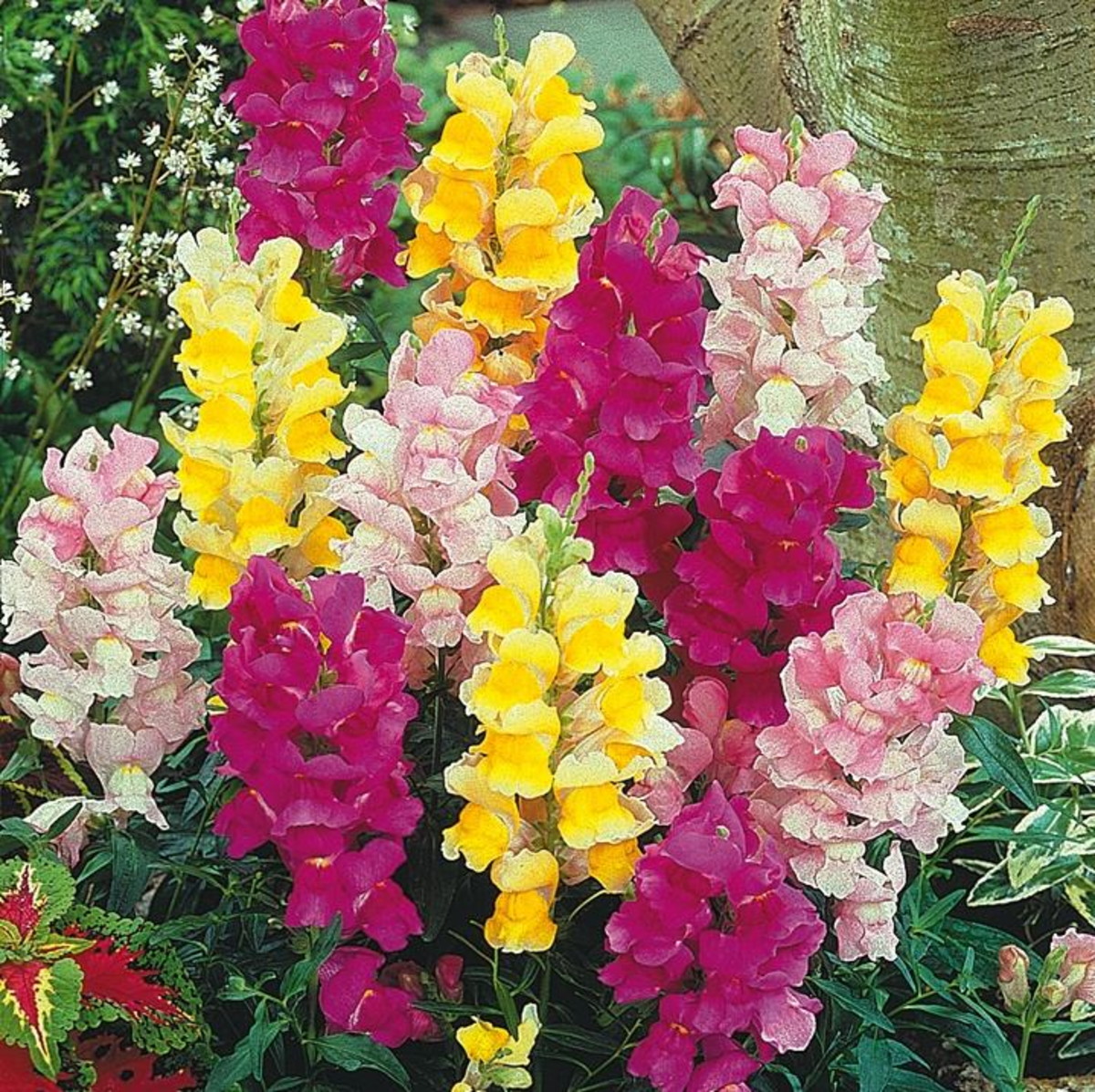 Flor Boca de Leão Rosa, Roxa, Branca, Vermelha, Azul: Fotos | Mundo ...