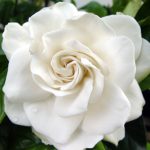 Historia da Flor Gardênia, Significado e Origem da Planta | Mundo Ecologia