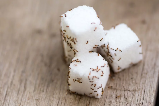 Como Pegar uma Formiga? Como se Cuida de uma Formiga? | Mundo Ecologia