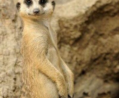 História do Suricato e Origem do Animal | Mundo Ecologia