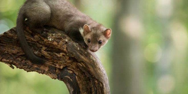 Fuinha Curiosidades e Fatos Interessantes Sobre o Animal | Mundo Ecologia