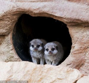 Fuinha Curiosidades e Fatos Interessantes Sobre o Animal | Mundo Ecologia