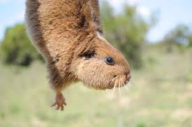 Tuco-Tuco: Reino, Filo, Classe, Ordem, Família e Gênero – Mundo Ecologia