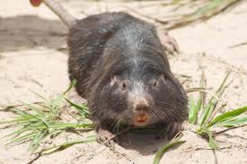 Tuco-Tuco: Reino, Filo, Classe, Ordem, Família e Gênero – Mundo Ecologia