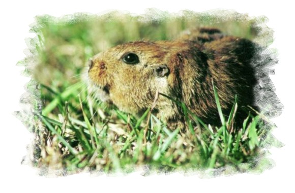 Tuco-Tuco: Reino, Filo, Classe, Ordem, Família e Gênero – Mundo Ecologia