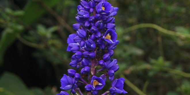 Gengibre-Azul – Curiosidades e Fatos Interessantes Sobre a Planta ...