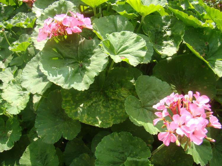 História da Flor Gerânio, Significado, Origem da Planta e Fotos – Mundo ...