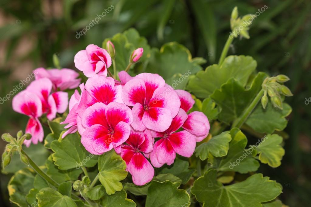 Cores do Gerânio: Branco, Rosa, Roxo e Vermelho Com Fotos | Mundo Ecologia