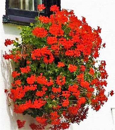 Como Cultivar Gerânios Pendentes? O Que São Eles e Fotos | Mundo Ecologia