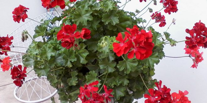 Como Cultivar Gerânios Pendentes? O Que São Eles e Fotos | Mundo Ecologia