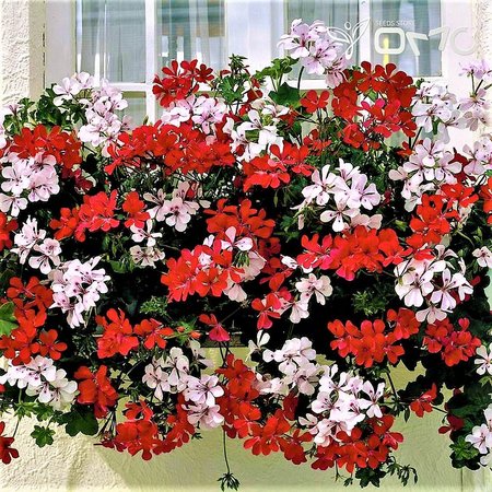 Como Cultivar Gerânios Pendentes? O Que São Eles e Fotos | Mundo Ecologia