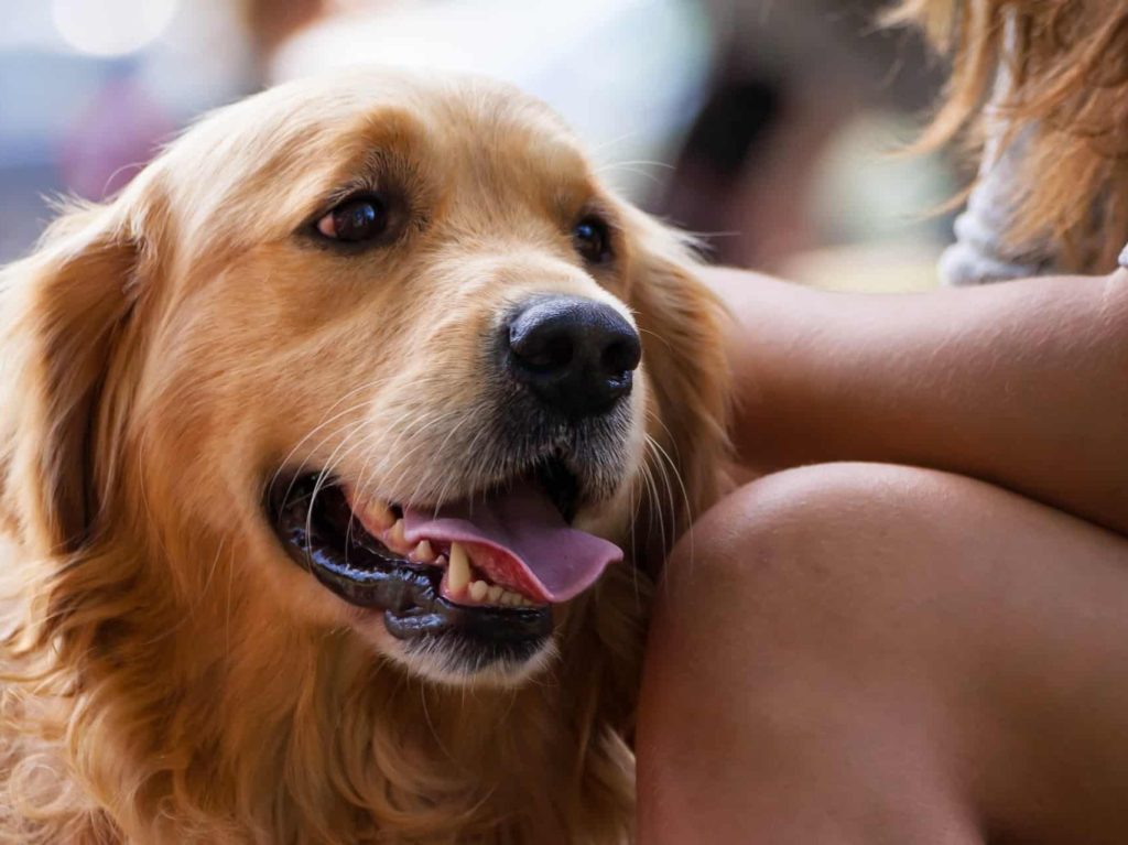 Golden Retrivier Preço, Valor para Comprar, como Adotar e Fotos – Mundo ...