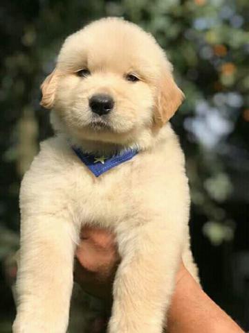 Golden Retrivier Preço, Valor para Comprar, como Adotar e Fotos – Mundo ...