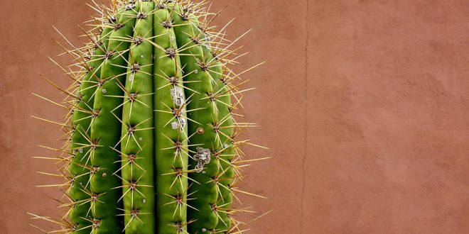 Tudo Sobre O Cacto: Características E Nome Científico | Mundo Ecologia