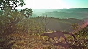 Ficha Técnica da Irara: Peso, Altura, Tamanho e Imagens – Mundo Ecologia