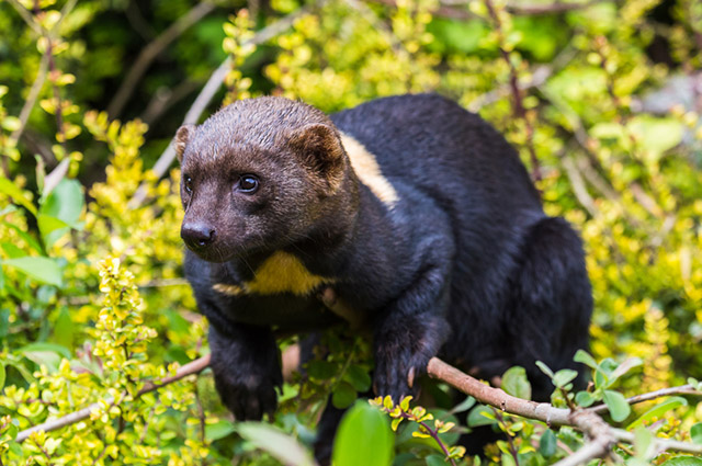 Irara da Amazônia É Mamífero? Qual Seu Reino, Classe e Filo? – Mundo ...