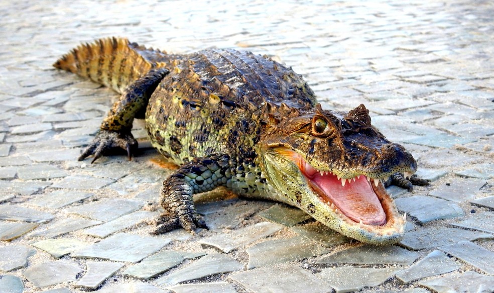 Comportamento do Jacaré, Hábitos e Modo de Vida do Animal | Mundo Ecologia