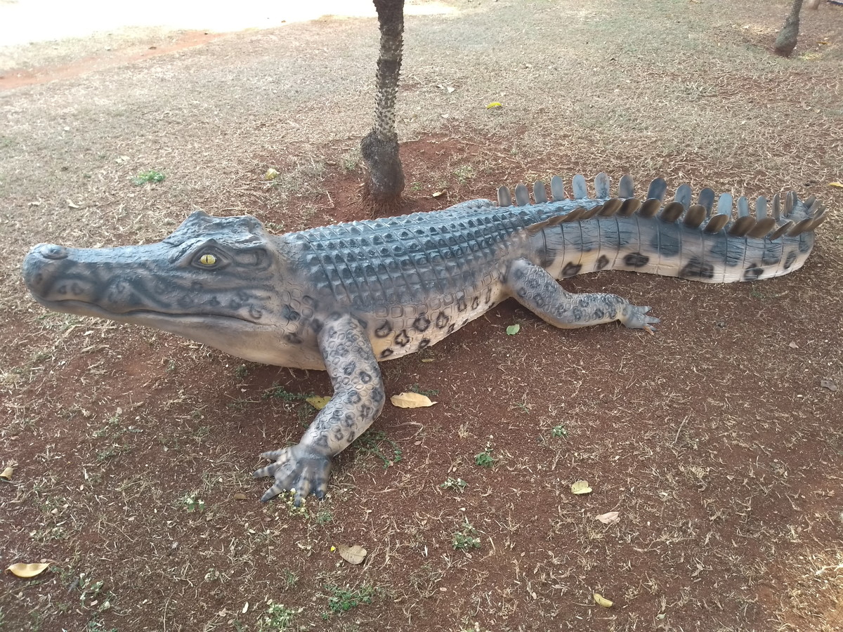 Tipos de Jacaré e Especies Com Nome, Curiosidades e Fotos | Mundo Ecologia