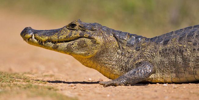 Comportamento do Jacaré, Hábitos e Modo de Vida do Animal | Mundo Ecologia