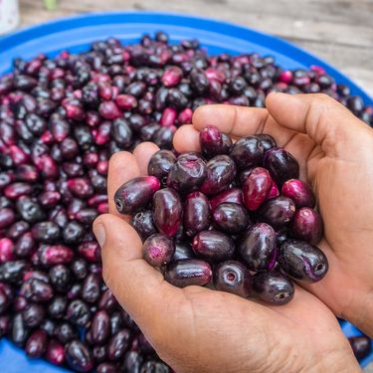 Tintura de Jambolão: Para Que Serve? Como Tomar? | Mundo Ecologia