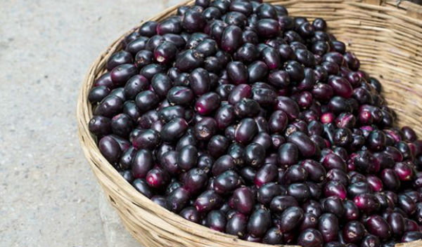 Para que Serve o Jamelão? Ele e Comestível? – Mundo Ecologia