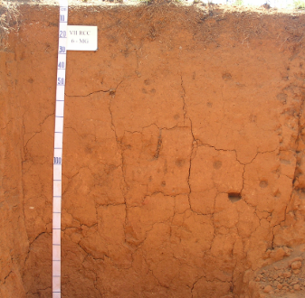 O Que é um Solo Latossolo? Onde Ele Pode Ser Encontrado? | Mundo Ecologia