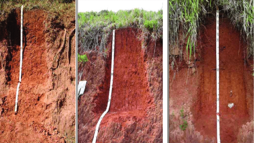 O Que é um Latossolo Vermelho Distrófico? | Mundo Ecologia