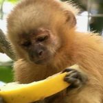 Macaco-Prego-Galego: Características, Nome Científico e Fotos | Mundo ...
