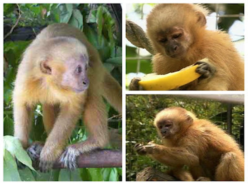 Macaco-Prego-Galego: Características, Nome Científico e Fotos | Mundo ...