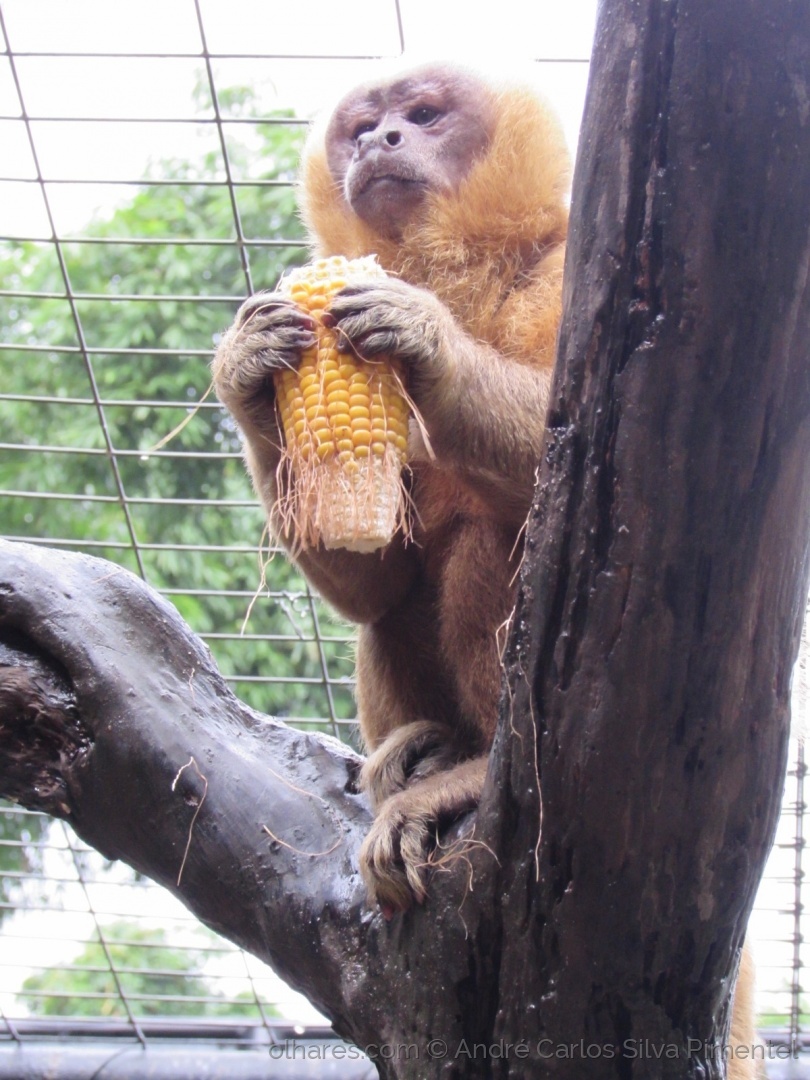 Macaco-Prego-Galego: Características, Nome Científico e Fotos | Mundo ...
